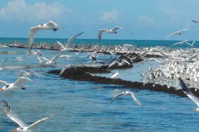 Two-Hour Everglades Dolphin, Manatee and Birding Boat Tour - What to Expect on the Itinerary