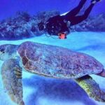 Two tanks local diving for certified divers, SCUBA gear included - The Itinerary in Detail