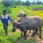 U Minh Thuong Forest and Pineapple Villages - Practical Details & Value