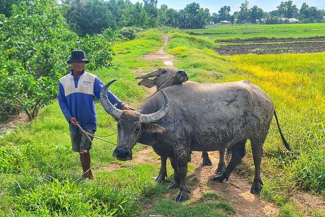 U Minh Thuong Forest and Pineapple Villages - Practical Details & Value