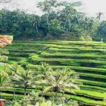 Ubud Bali Purification and Blessing in Holy Water Temple - Who Will Love This Tour?