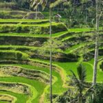 Ubud Day Tour : Waterfall, Temple and Local Night Market Tour - The Iconic Tegalalang Rice Terrace