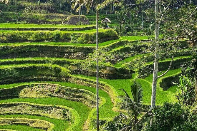 Ubud Day Tour : Waterfall, Temple and Local Night Market Tour - The Iconic Tegalalang Rice Terrace