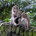 Ubud Experience ; Swing, Waterfalls, Art Market, Rice Terrace - Why This Tour Is a Good Deal