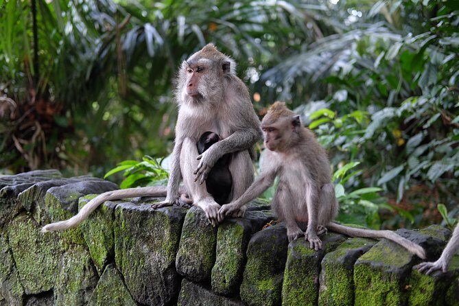 Ubud Experience ; Swing, Waterfalls, Art Market, Rice Terrace - Why This Tour Is a Good Deal