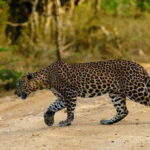 Udawalawa National Park - 4*4 Private Safari Jeep Tour - Itinerary Breakdown: What to Expect