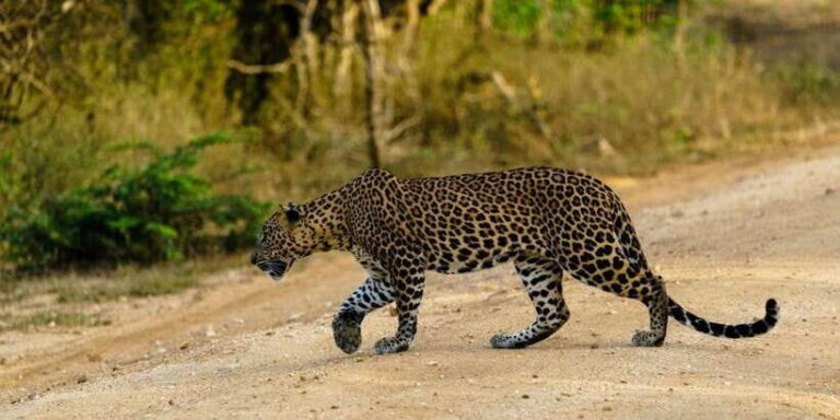 Udawalawa National Park - 4*4 Private Safari Jeep Tour - Itinerary Breakdown: What to Expect