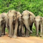 Udawalawa National Park Day Tour - What’s in the Details: A Step-by-Step Breakdown