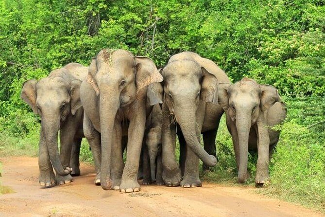 Udawalawa National Park Day Tour - What’s in the Details: A Step-by-Step Breakdown