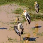 Udawalawa National Park half day Safari - The Itinerary: What to Expect