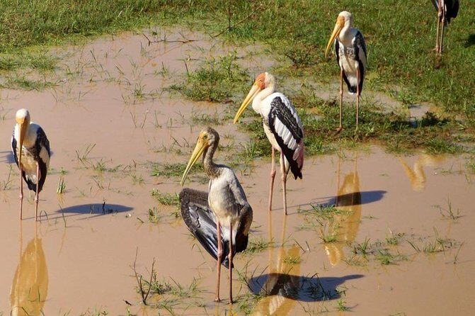 Udawalawa National Park half day Safari - The Itinerary: What to Expect