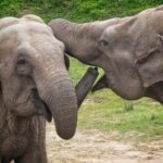 Udawalawa Safari & Elephants Orphanage Tour from Hambantota port - Udawalawe Elephant Orphanage