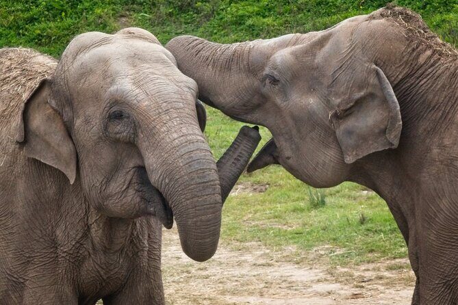 Udawalawa Safari & Elephants Orphanage Tour from Hambantota port - Udawalawe Elephant Orphanage