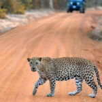 Udawalawe National Park Adventure - Final Thoughts: Who Should Consider This Tour?