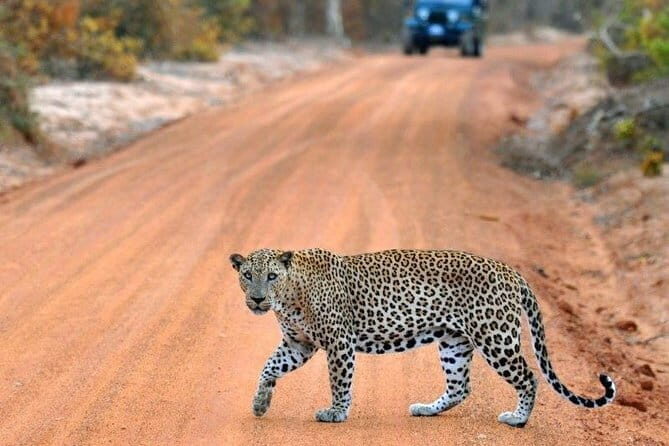 Udawalawe National Park Adventure - Final Thoughts: Who Should Consider This Tour?