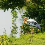 Udawalawe National Park and Elephant Transit Home From Galle - FAQ