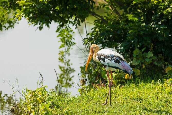Udawalawe National Park and Elephant Transit Home From Galle - FAQ