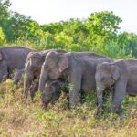 Udawalawe National Park Entrance Ticket with Private Safari - The Itinerary: What Makes Each Part Special