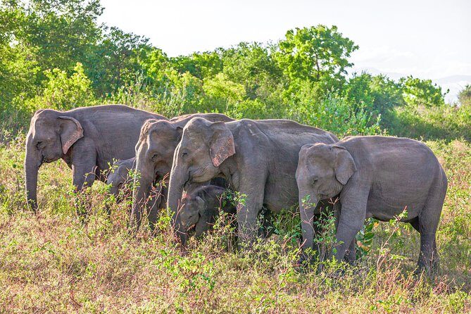 Udawalawe National Park Entrance Ticket with Private Safari - The Itinerary: What Makes Each Part Special
