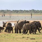 Udawalawe National Park Private Safari - What You Can Expect from the Safari Experience