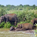Udawalawe National Park Private Safari from Kalutara - Who Should Consider This Tour?
