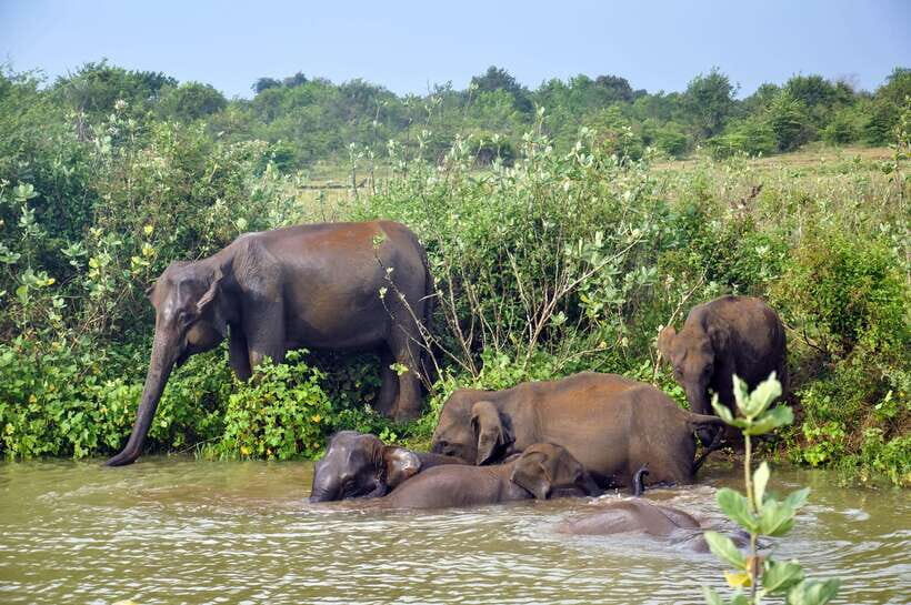 Udawalawe National Park Private Safari from Kalutara - Who Should Consider This Tour?
