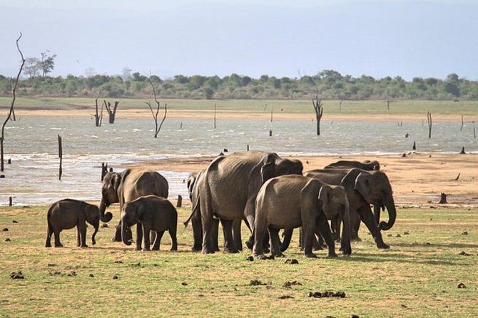 Udawalawe National Park Private Safari - What You Can Expect from the Safari Experience