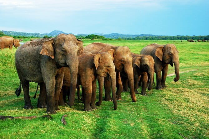 Udawalawe National Park Safari from Ella - Transportation and Timing: What to Expect