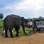 Udawalawe National Park Safari from Galle - Udawalawe National Park: The Heart of the Safari