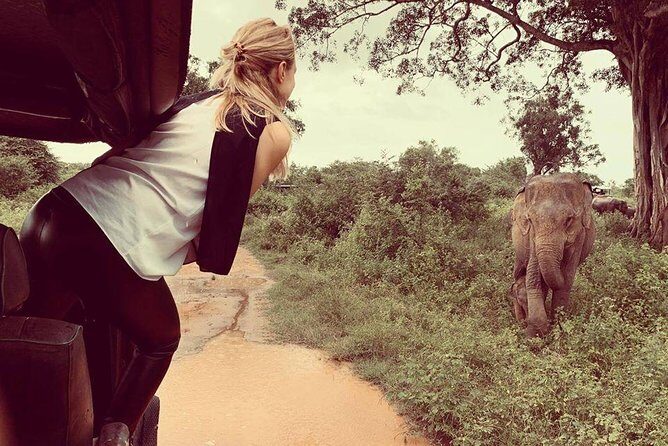 Udawalawe National Park Safari | From Mirissa | Galle | Weligama - Who Will Love This Tour?