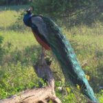 Udawalawe National Park Safari trip from Galle/Mirissa/Ella - Who Should Consider This Tour