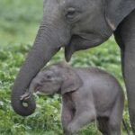 Udawalawe National Park Safari with Elephant Transit Home Visit - What Travelers Say