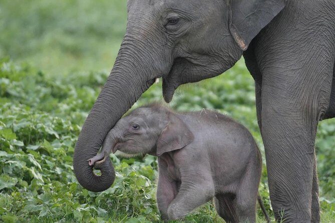 Udawalawe National Park Safari with Elephant Transit Home Visit - What Travelers Say