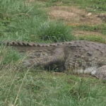 Udawalawe Safari Day Tour From Bentota/Aluthgama/Ahungalla - The Value of This Tour