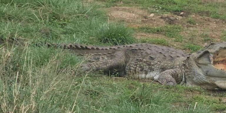 Udawalawe Safari Day Tour From Bentota/Aluthgama/Ahungalla - The Value of This Tour