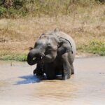 Udawalawe Safari Day Tour from Bentota and its' surrounding areas - The Itinerary in Detail