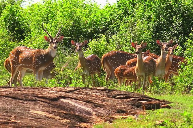 Udawalawe Safari Private Day Tour Kaluthara/Beruwala/Bentota/Kosgoda/Ahungalla - Transportation and Comfort