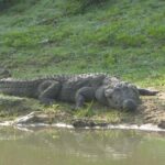 Udawalawe Safari Private Day Trip from Bentota and Kalutara Areas - Deep Dive into the Value