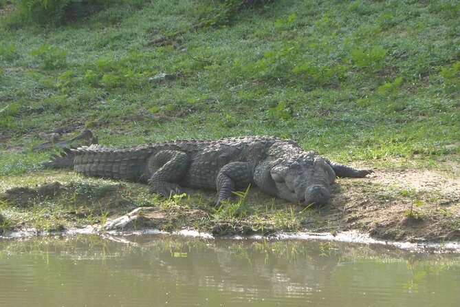 Udawalawe Safari Private Day Trip from Bentota and Kalutara Areas - Deep Dive into the Value