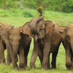 Udawalawe Safari Tour from Hambantota - Authentic Experiences & What Travelers Say