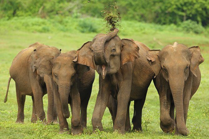 Udawalawe Safari Tour from Hambantota - Authentic Experiences & What Travelers Say