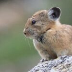 Uinta Mountains Birding and Nature Expedition - Authentic Experiences & Real Feedback