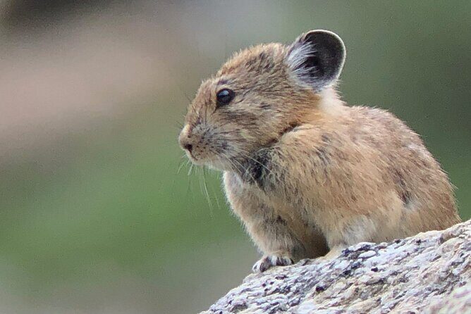 Uinta Mountains Birding and Nature Expedition - Authentic Experiences & Real Feedback