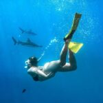 Ultimate Encounter Snorkel with Sharks in Fiji - The Long Day and Logistics