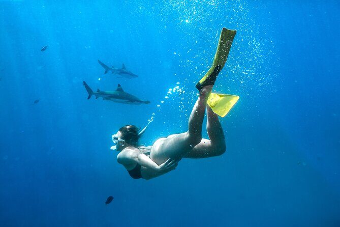 Ultimate Encounter Snorkel with Sharks in Fiji - The Long Day and Logistics