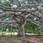 Ultimate Journey in Sri Lanka 4 Day Tours - The Value and Who Should Consider This Tour
