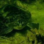 Ultimate Private Scalloping Adventure in Crystal River - The Itinerary in Detail