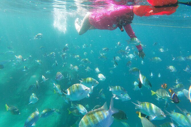 unforgettable snorkeling activity in The Sea of Cortes - Why This Tour Offers Value