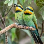 Unique and Personal BushTracks Eco Tour in Agnes Water 1770 - What to Expect from the Itinerary