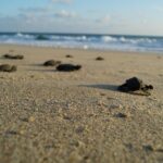 Unique Turtle Sanctuary & Sunset Experience - Detailed Breakdown of the Itinerary